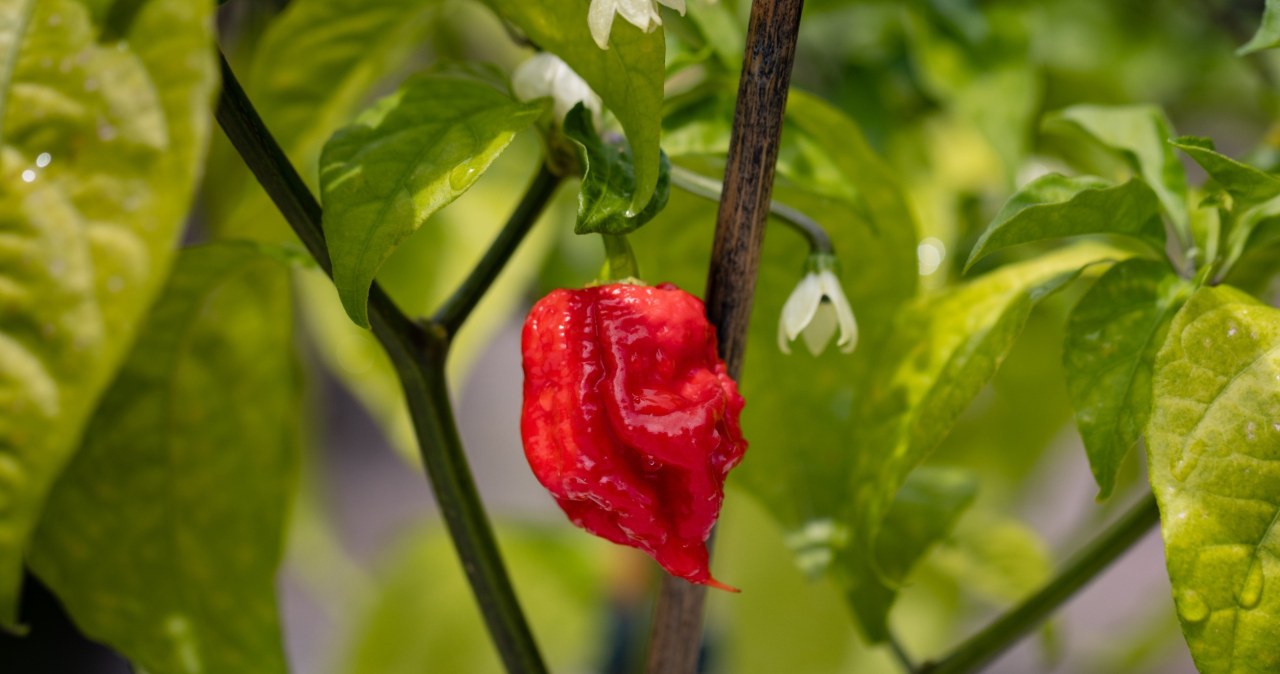 Najostrzejsza papryczka na świecie. Tak pikantna, że może zabić ...