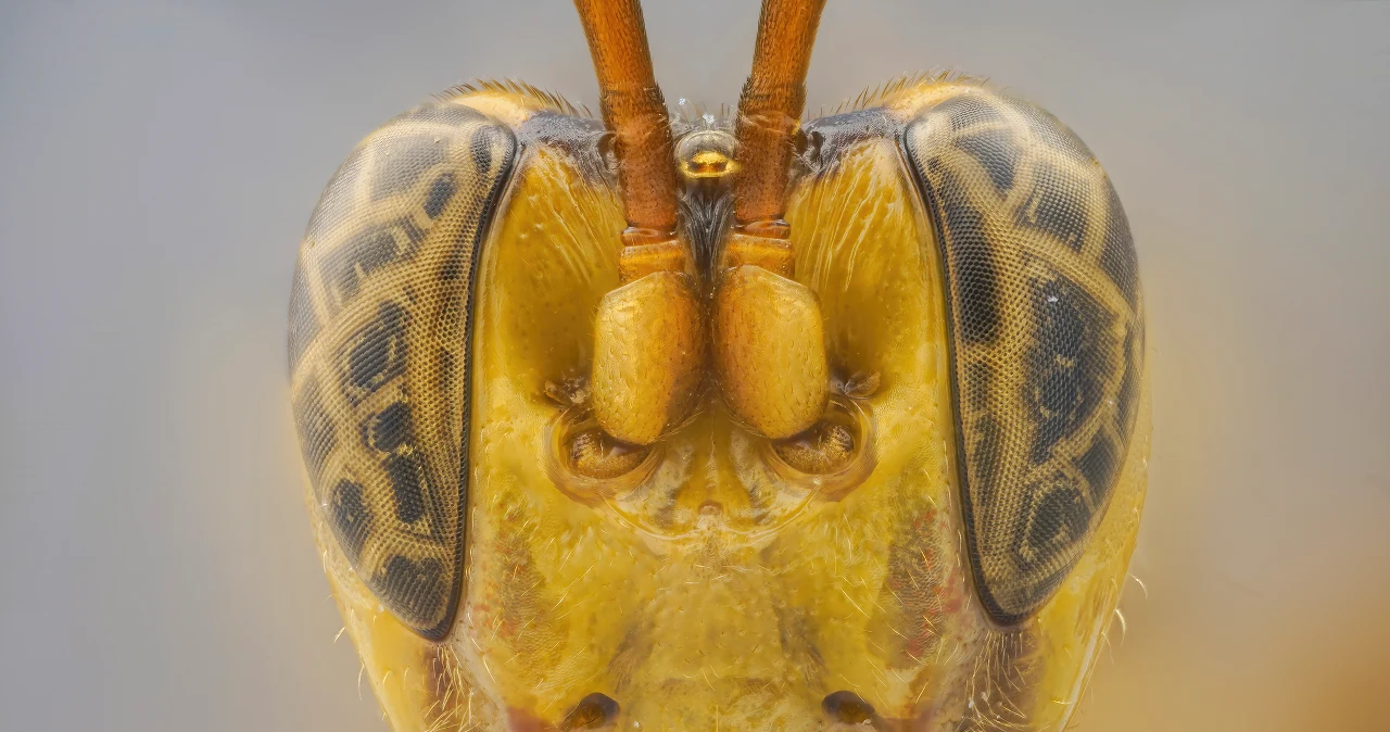 Peru. Odkrycie naukowców z Uniwersytetu w Turku - Capitojoppa amazonica ...