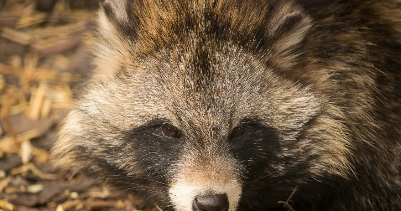 Wyjada jaja ptaków i pożera żaby. Jenot to utrapienie dla polskiej ...