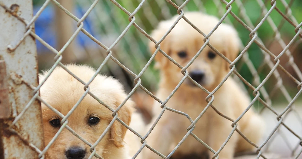 Jak zwiększyć liczbę adopcji psów ze schronisk? Jest jedna ważna ...