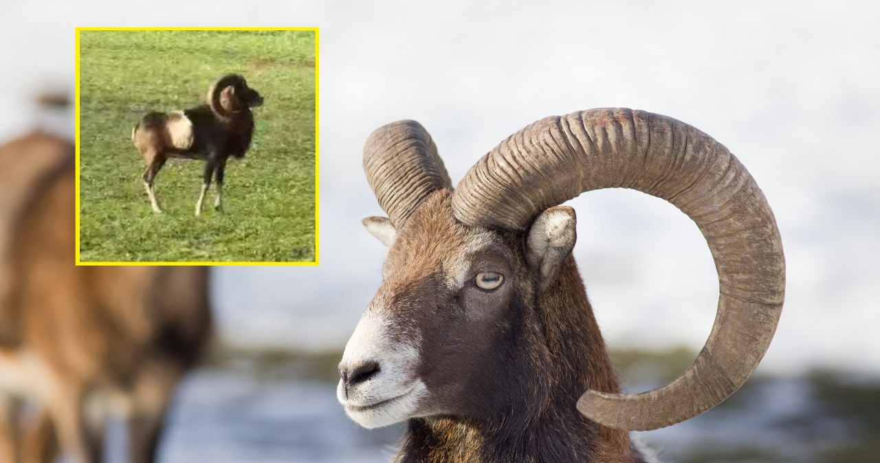 Polski muflon gwiazdą. Nagranie stało się hitem internetu - Zielona w ...