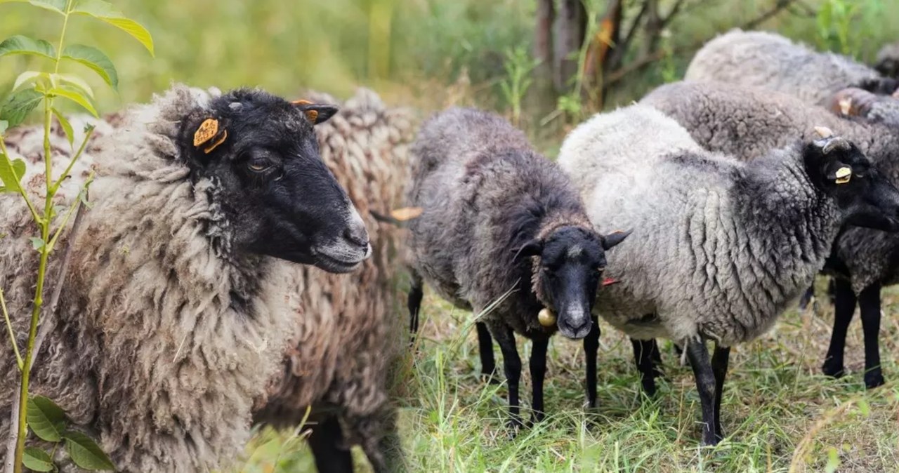 Afera o owce do koszenia w Gdańsku. Zarzuty o łapówkę dla urzędnika ...