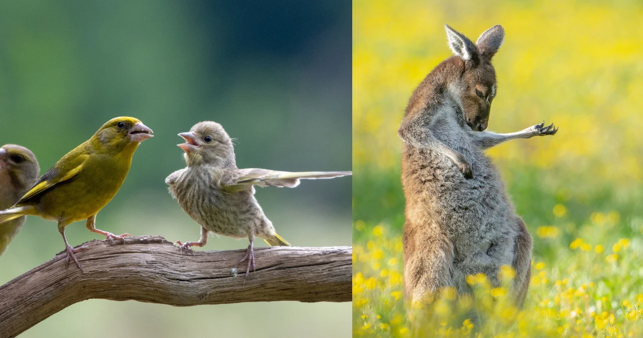 Najśmieszniejsze zdjęcia zwierząt 2023. Wśród zwycięzców jest Polak ...