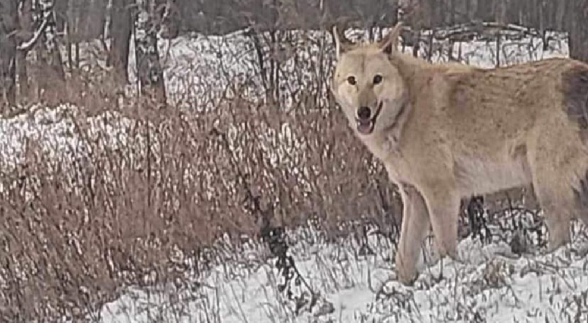 Ni to pies, ni to wilk. W Łabiszynie grasuje groźna hybryda - RMF 24