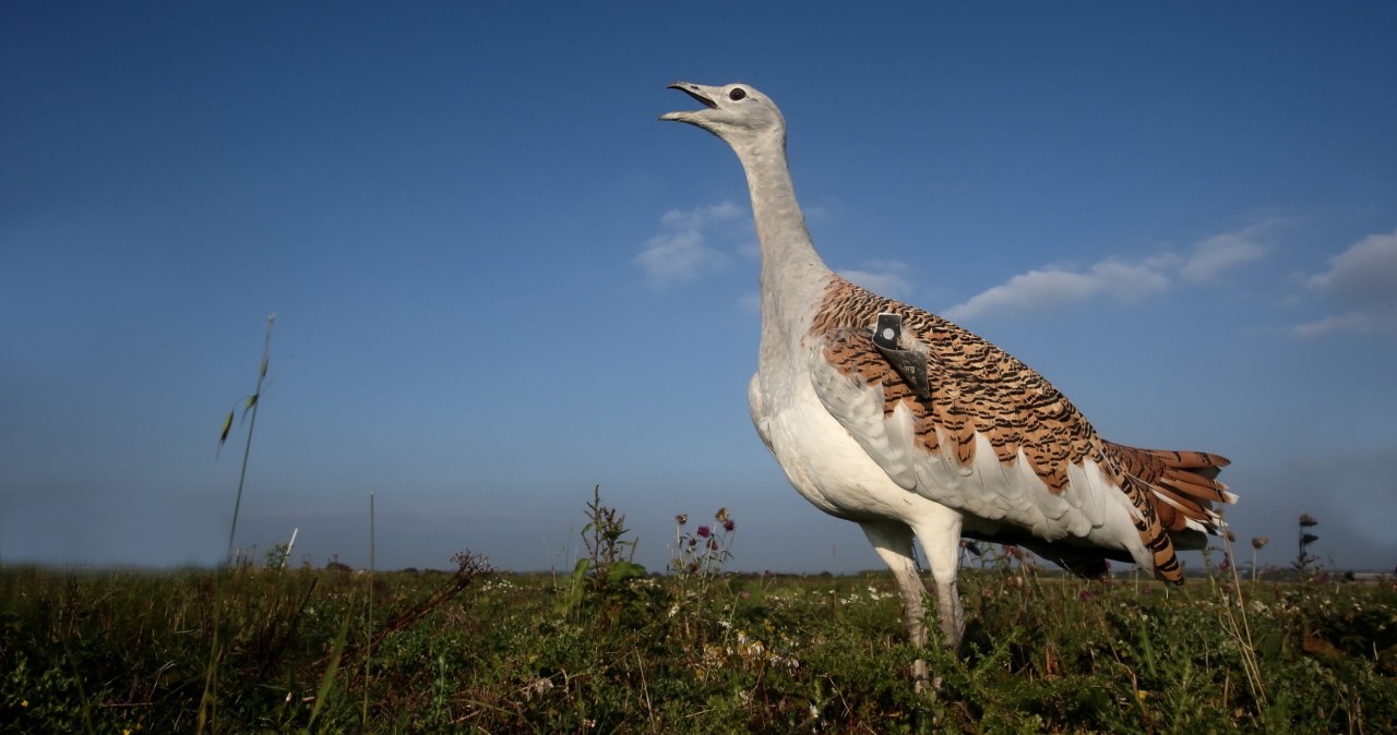 Spektakularny powrót do Polski. Powstała już stacja, rusza hodowla ...