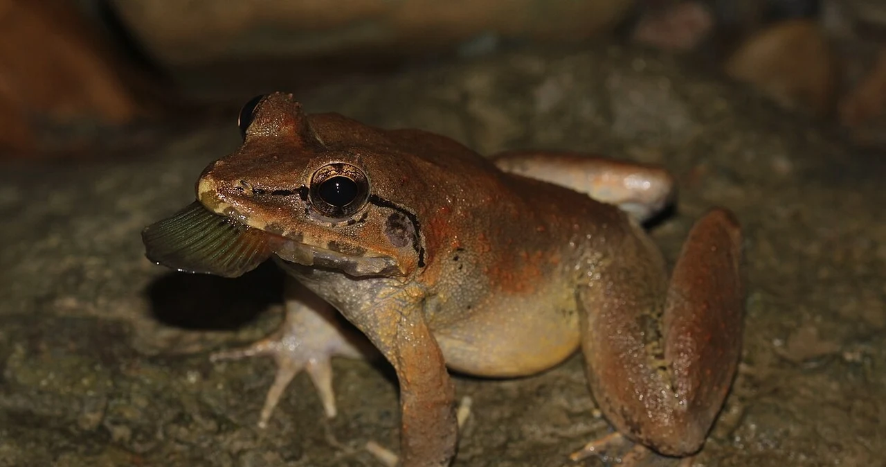 Zadziwiająca żaba odkryta w Indonezji. Ma naprawdę duże kły - Zielona w ...