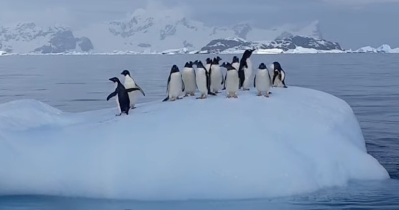 Zaskakujące zachowanie pingwinów. Stworzyły "huśtawkę" na górze lodowej ...