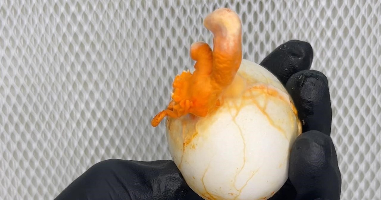 Czy to smocze jajo? Dziwny twór wzbudza niepokój internautów - Geekweek ...