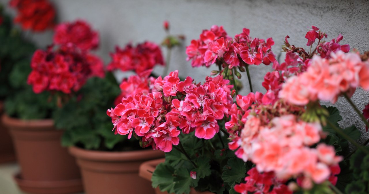 Wybudzanie pelargonii po zimie - kiedy i jak to robić - Kobieta w INTERIA.PL