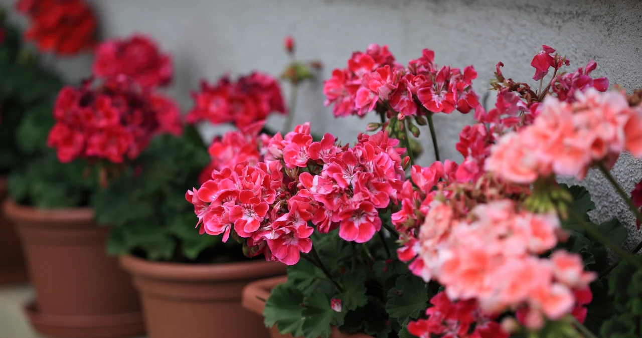 Wybudzanie pelargonii po zimie - kiedy i jak to robić - Kobieta w ...
