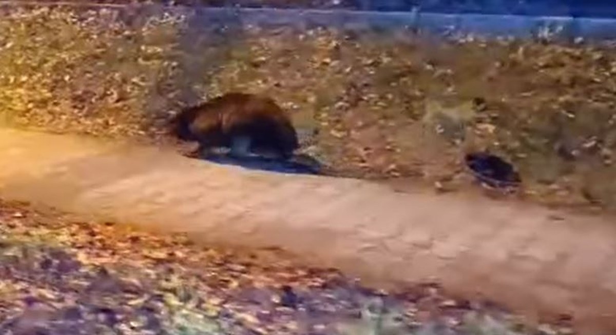 Bóbr spacerował ulicami miasta [NAGRANIE] - RMF 24