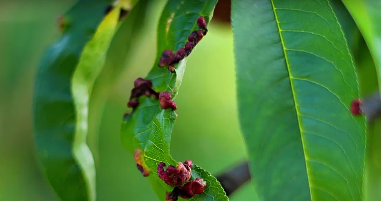 Ogrodnik radzi. Wykonaj oprysk brzoskwini w tym czasie, a ochronisz drzewo przed kędzierzawością ...