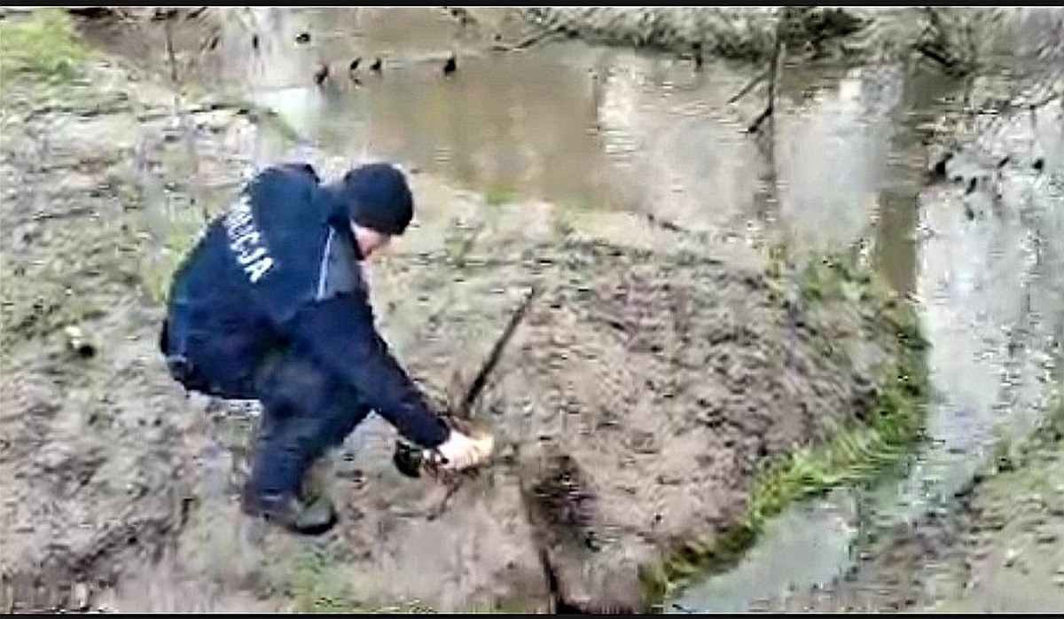 Bóbr zaplątał się w drut. Pomogli policjanci - RMF 24