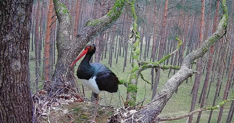 Bociany czarne wracają do Polski. Skierka już tu jest - Wydarzenia w ...