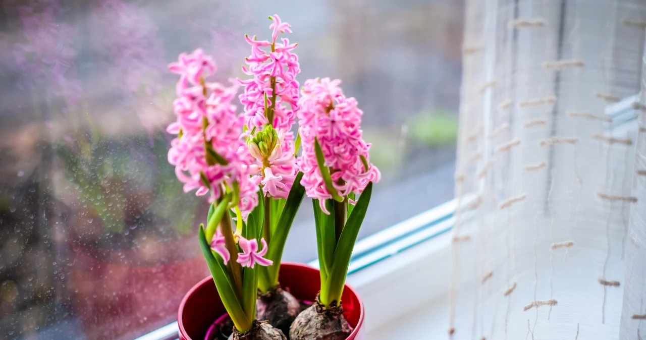 Jak dbać o hiacynty w doniczce? Tajniki uprawy i podlewania hiacyntów ...