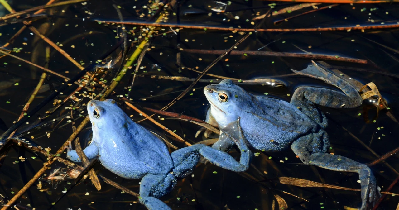 Obrazek jak z bajki. Polskie żaby robią się niebieskie jedna po drugiej ...