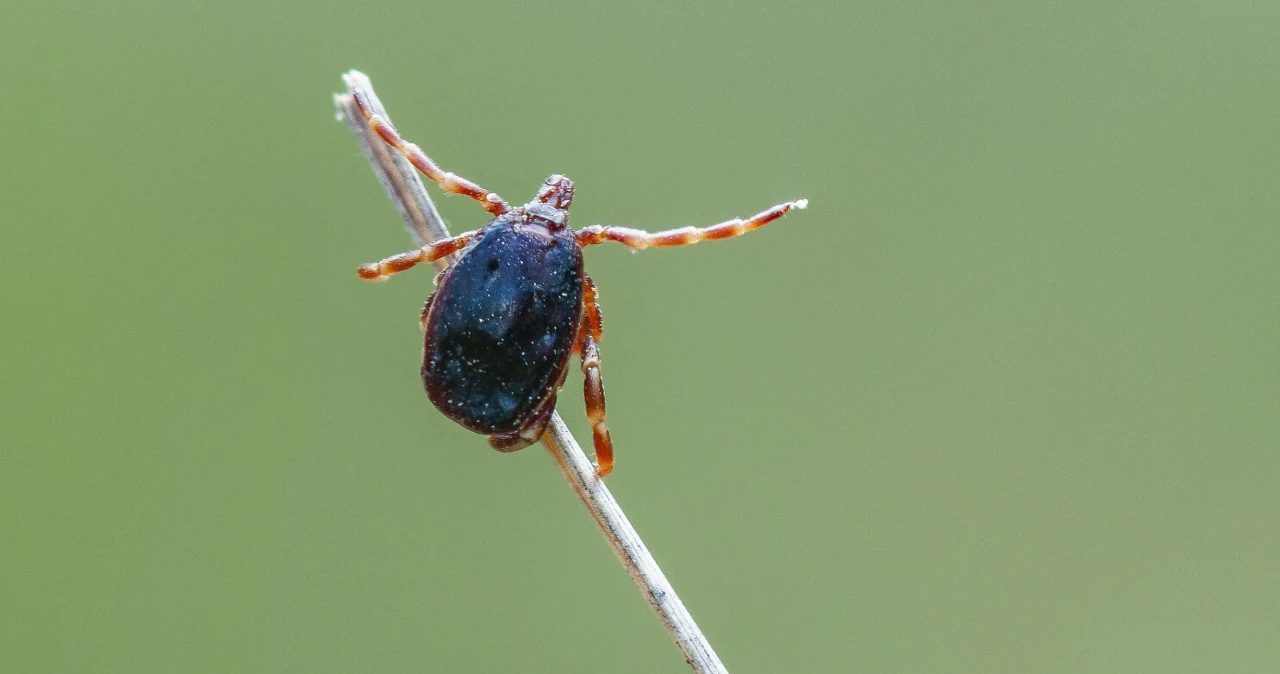 Kleszcze giganty dotrą do Polski? Mamy już w kraju poważniejsze zagrożenie - Zielona w INTERIA.PL