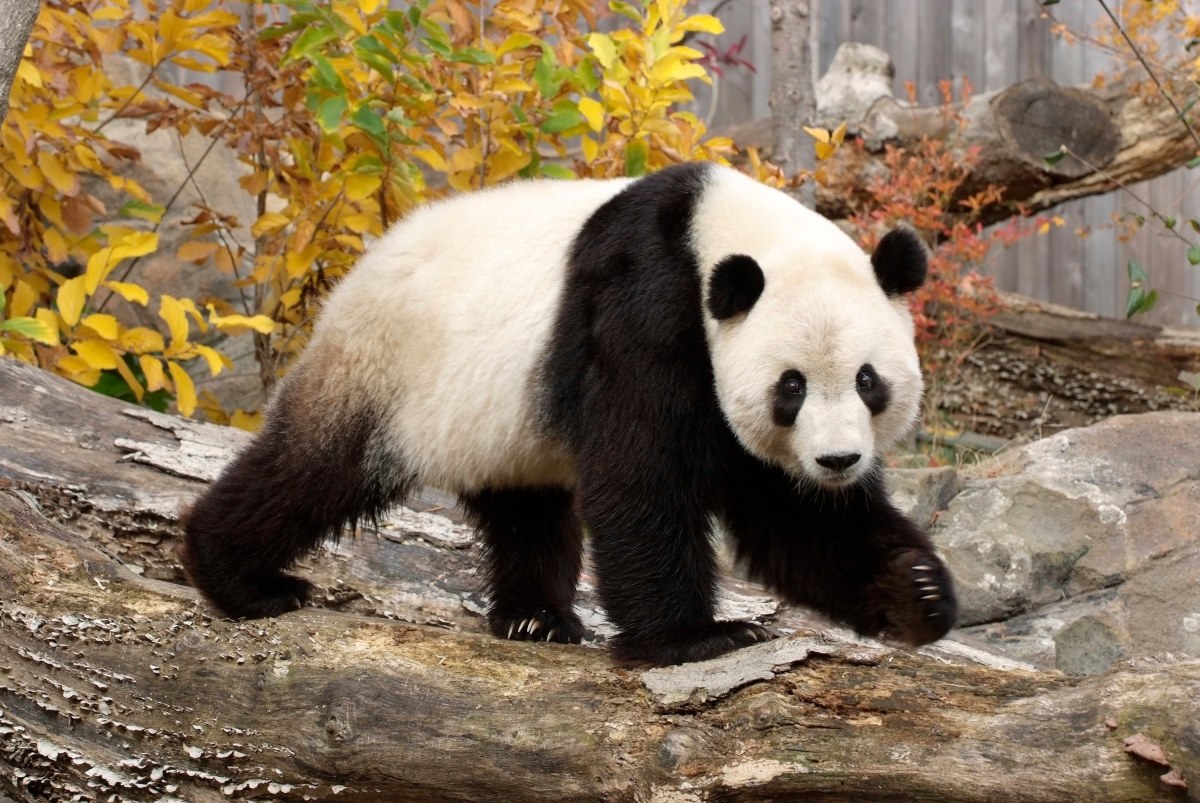 Zmarła najstarsza panda w Japonii. Miała 28 lat - RMF 24
