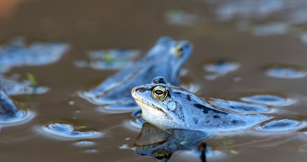 Niebieskie żaby znów pojawiły się w Polsce. Będzie można je zobaczyć ...
