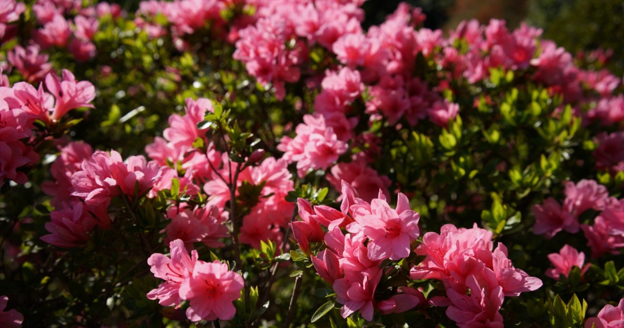 Kiedy i czym nawozić azalie? Nie pomiń kluczowego terminu - Kobieta w ...