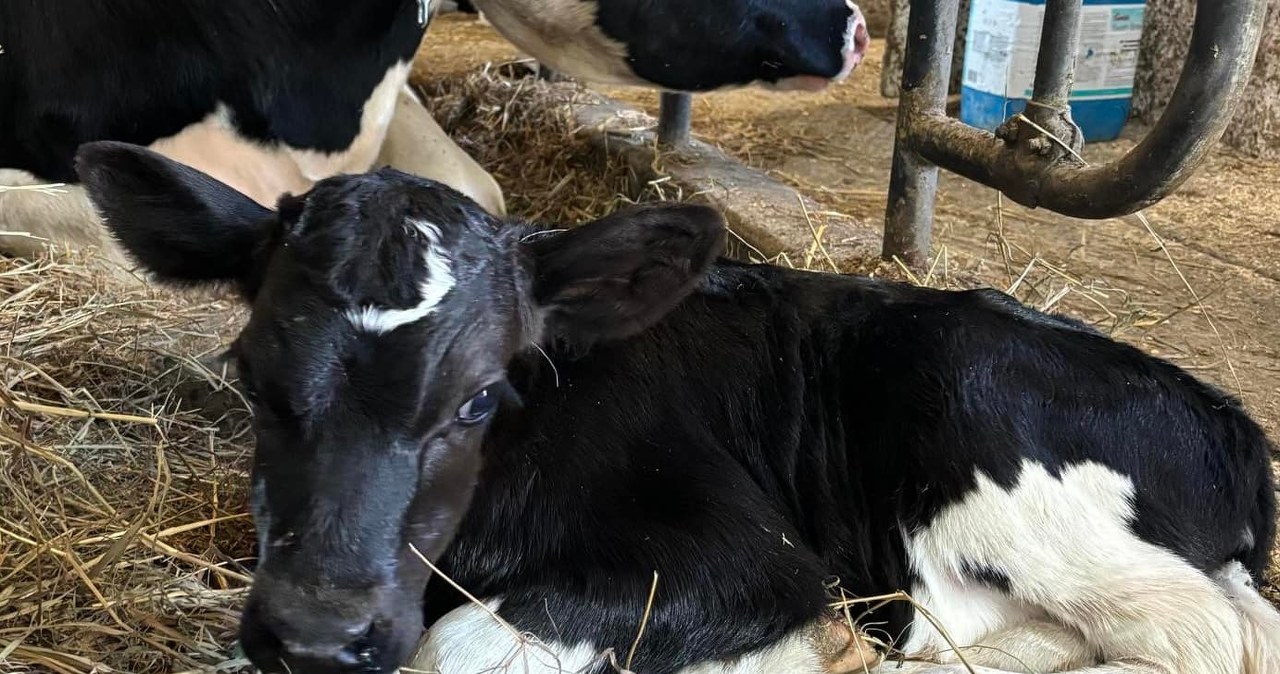 Podczas zaćmienia urodził się wyjątkowy cielak. Ma znamię jak ...