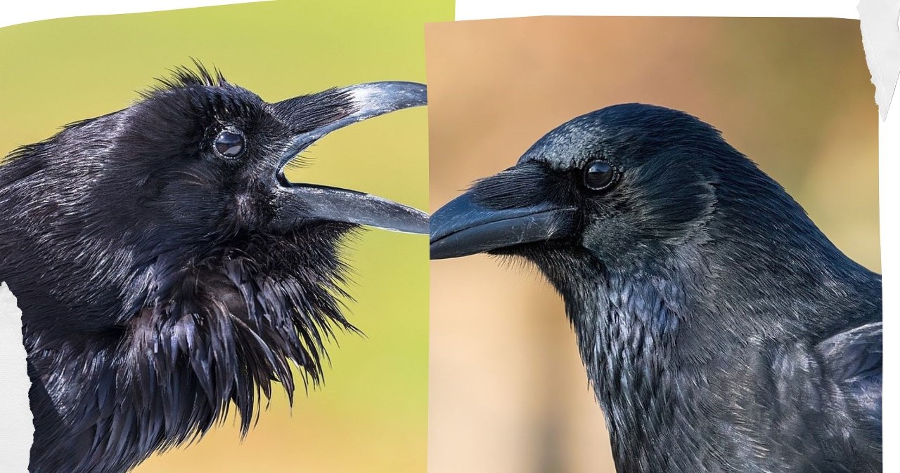 To kruk, wrona czy gawron? W Polsce jest nowy ptak, który mocno ...