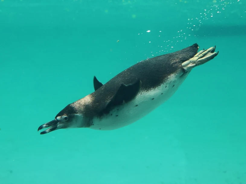 Dzień Pingwina: Jak Akademia N69 promuje ochronę przyrody w Płockim Zoo ...