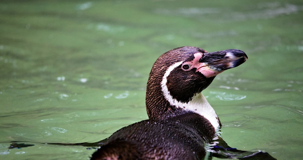 Dzień Pingwina: Jak Akademia N69 promuje ochronę przyrody w Płockim Zoo ...