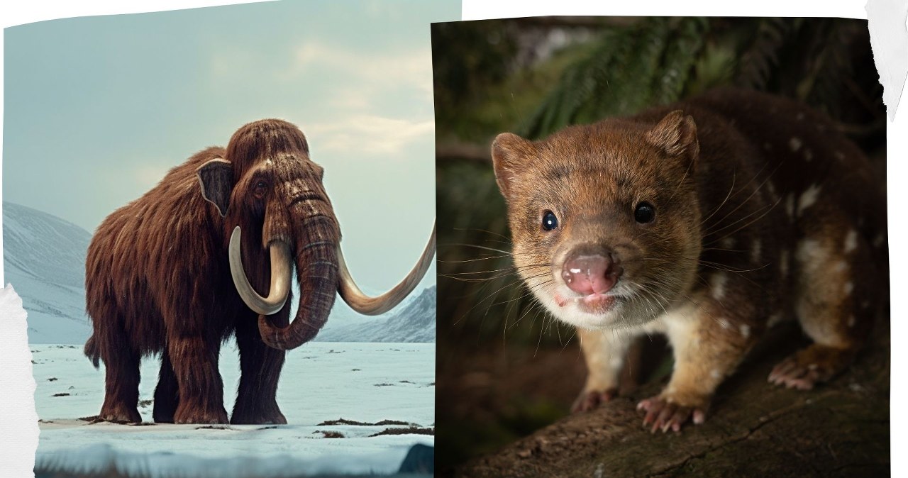 Wkrótce przywrócą do życia mamuta. Teraz biorą się za kolejny symbol ...