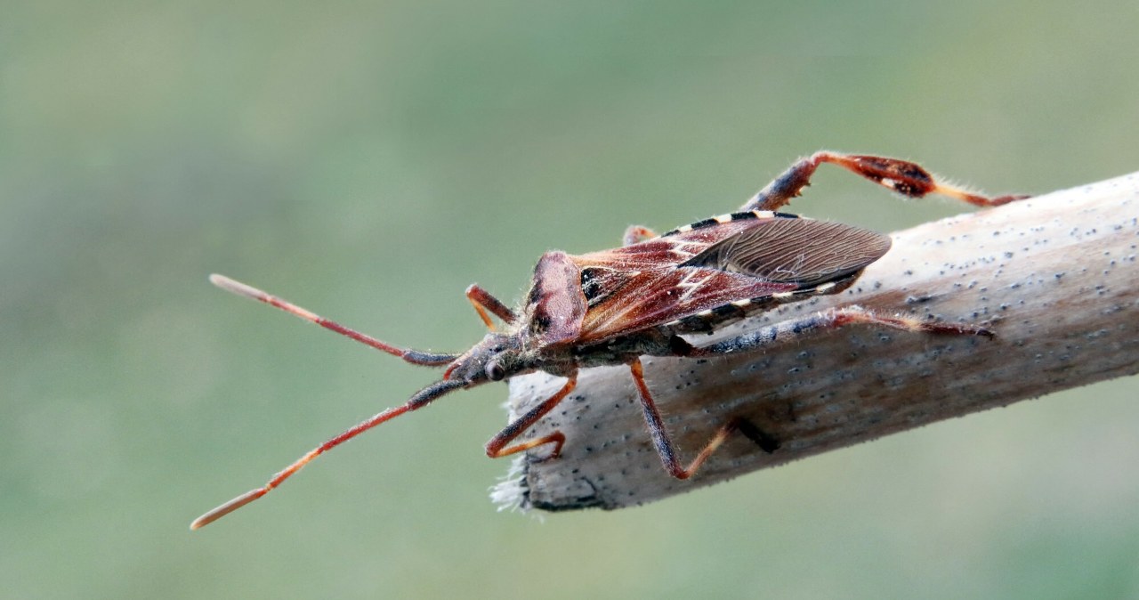 Ten pluskwiak pcha się do domu i śmierdzi. Lepiej go nie zgniataj ...