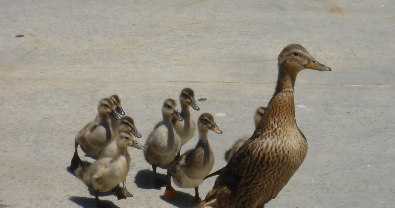 Kacza rodzina w eskorcie policji. "Niecodzienna interwencja" - Zielona ...