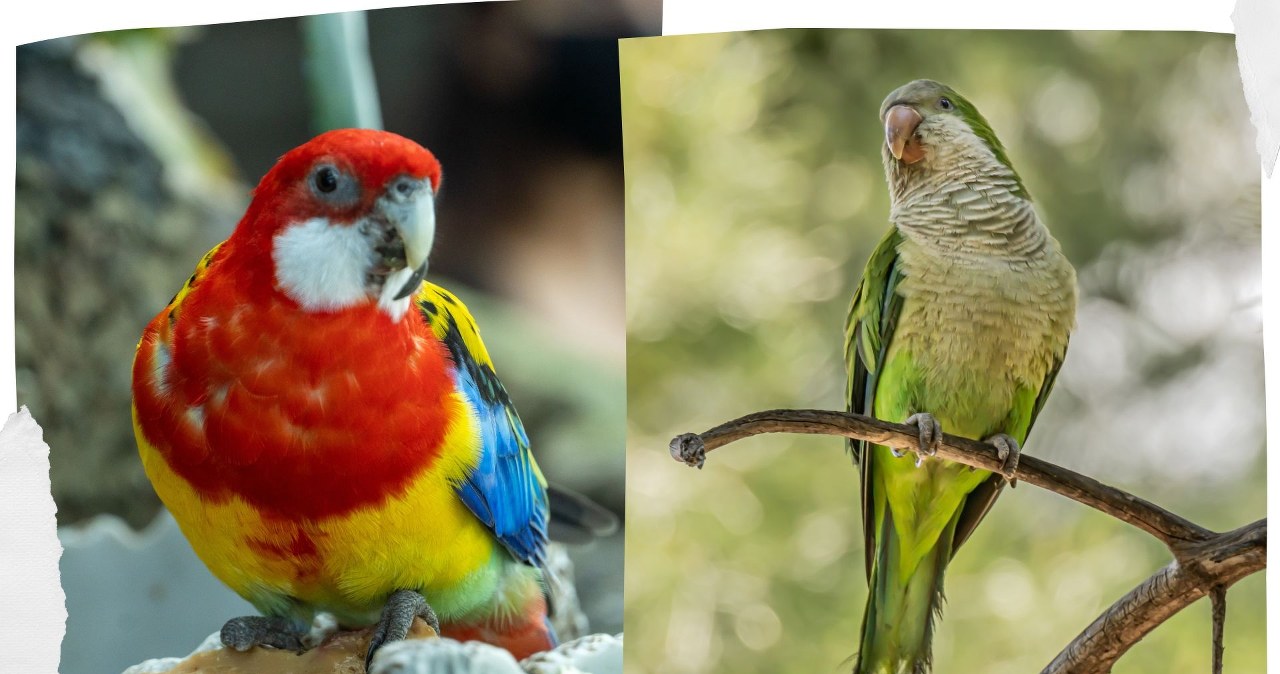 Papugi w Polsce to już fakt. Pełną inwazję powstrzymuje tylko jedno ...