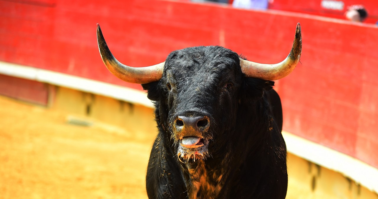 Byk "zemścił się" na uczestnikach rodeo. Poturbował ludzi i... stanął ...