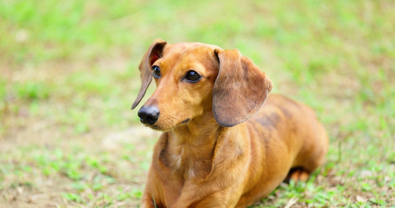 Jaki charakter mają jamniki? Coraz więcej Polaków decyduje się na tę rasę - Styl w INTERIA.PL