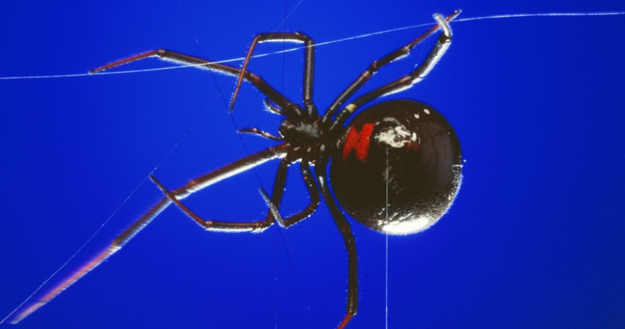 Do Polski na gapę przypłynęły egzotyczne pająki. Media: To czarne wdowy