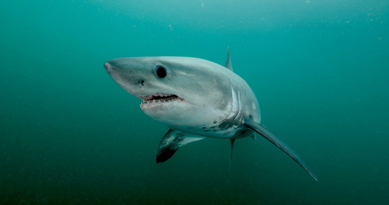 Jakie rekiny żyją w Morzu Bałtyckim? Trzy gatunki - Zielona w INTERIA.PL