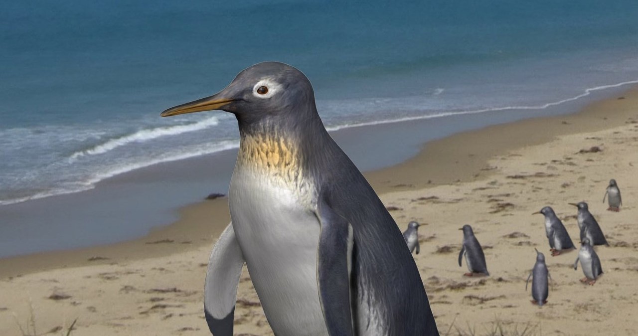 Odkryli malutkiego pingwina. To wielki mistrz nurkowania