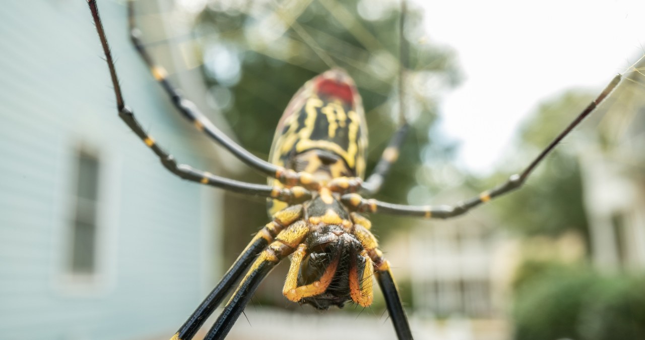 Wielkie pająki Joro przełamały kolejną barierę. Przestały bać się ludzi ...