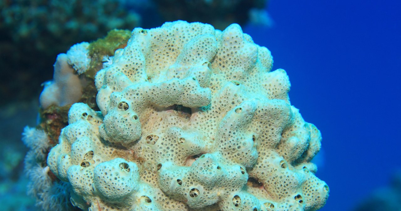 Zwierzęta korzystają z trucizn, które wrzucamy do mórz. Mają na nie ...