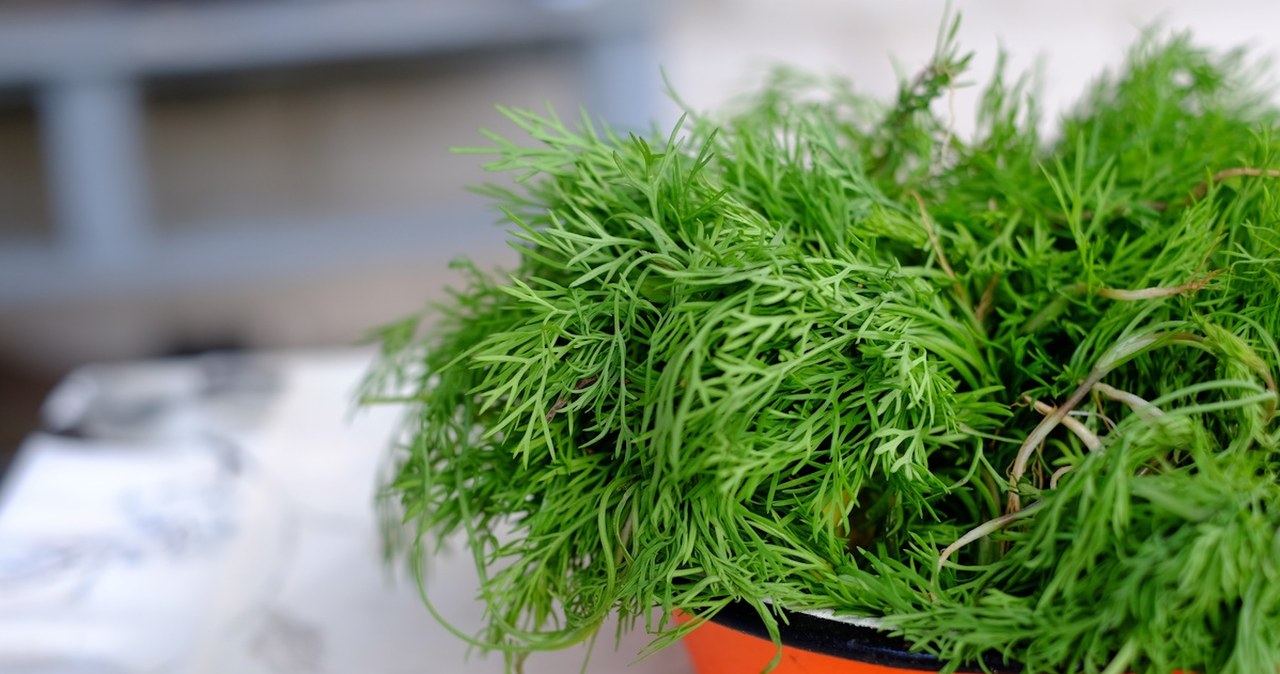 Czy koper jest zdrowy do jedzenia? Oto co dzieje się z organizmem, gdy ...