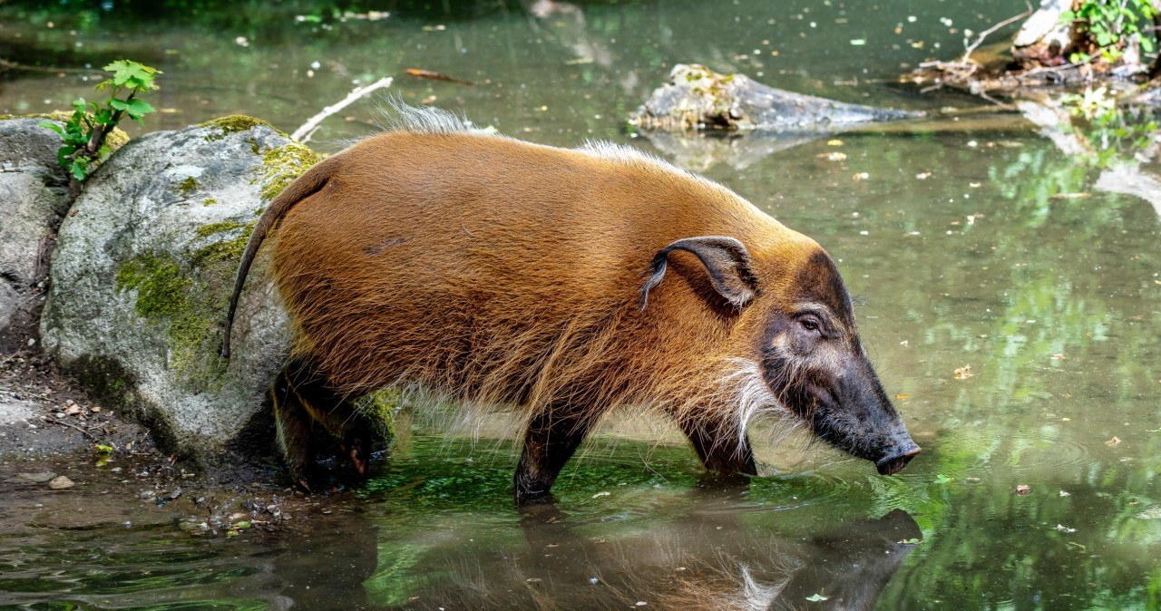 "Świnka uciekła z wybiegu". Dzikan rzeczny podniósł alarm w Poznaniu ...