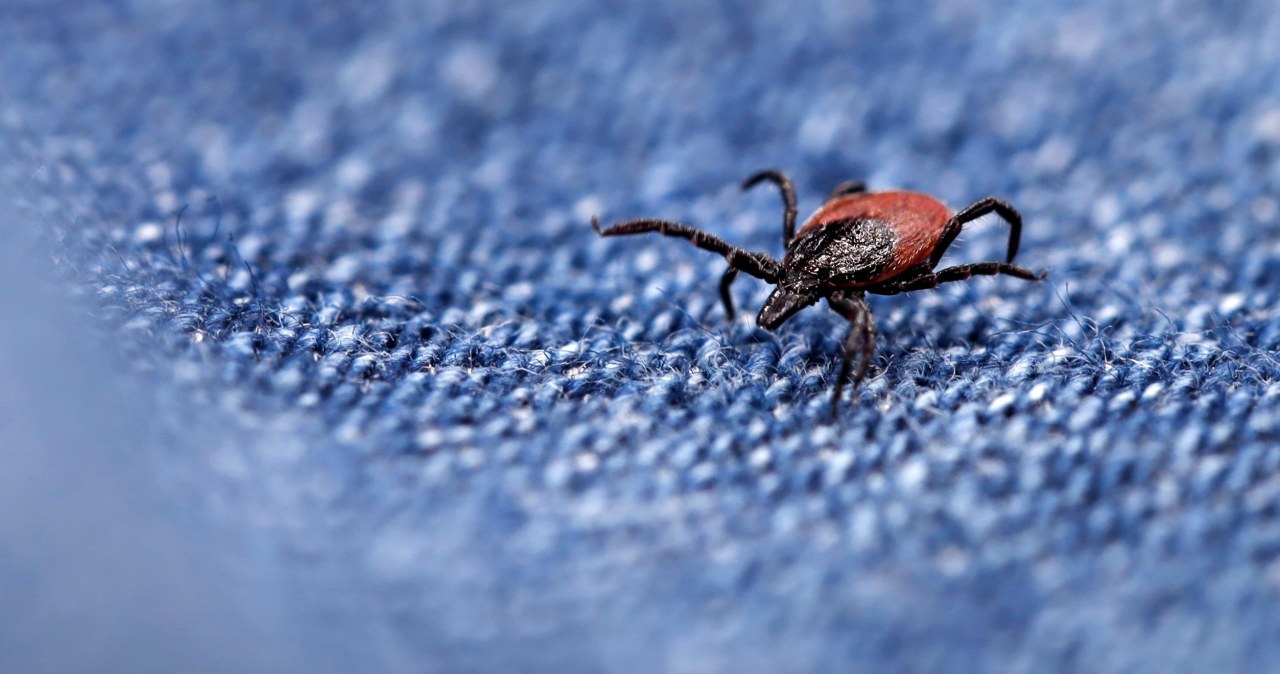 Leśnicy stosują ten sposób na kleszcze. Pomoże przedmiot, który mamy w domu - Zielona w INTERIA.PL
