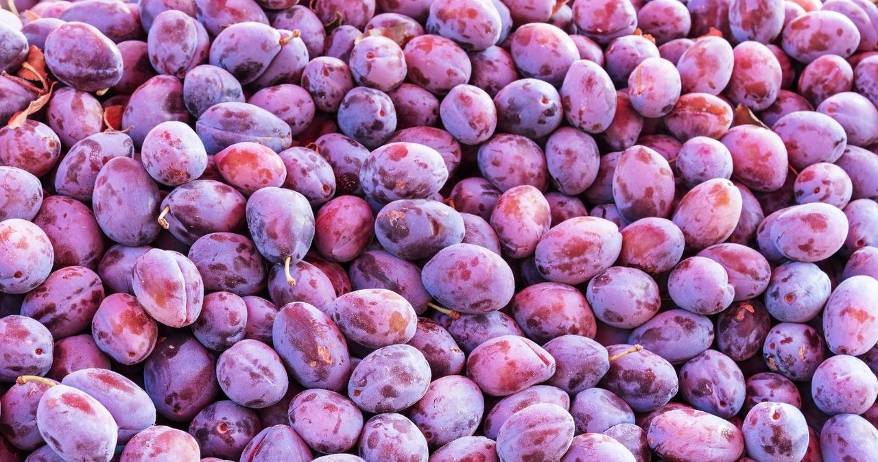 Biały nalot na śliwkach: co to jest? Czy można jeść śliwki z nalotem ...