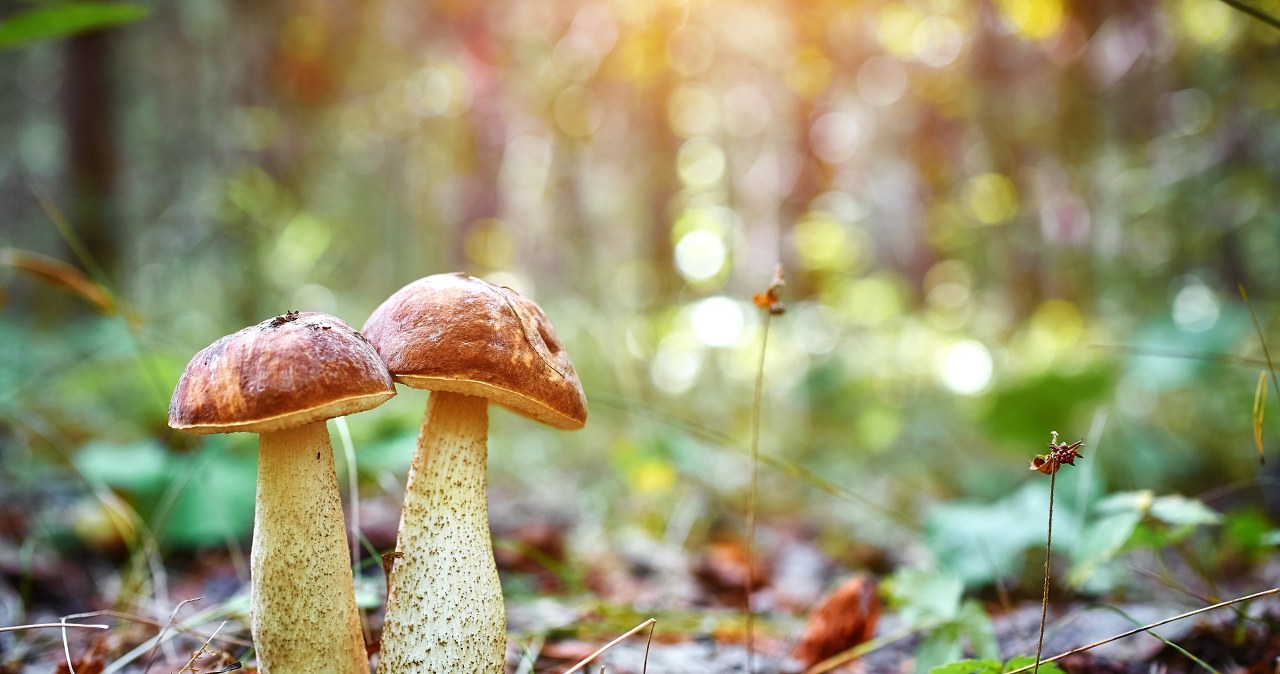 Jaka jest najlepsza pogoda na grzyby? Tyle musisz poczekać po deszczu - Zielona w INTERIA.PL