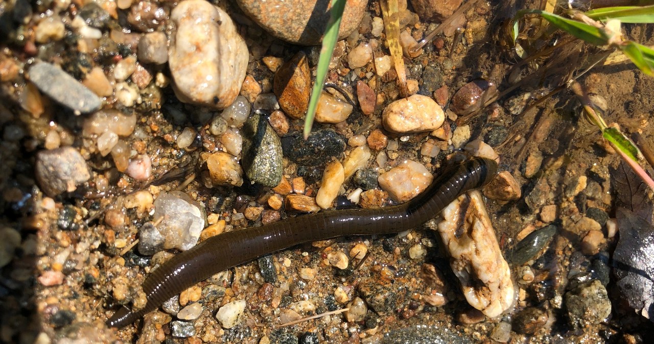 Mówili, że pije krew koni. To największa pijawka Polski - Zielona w ...