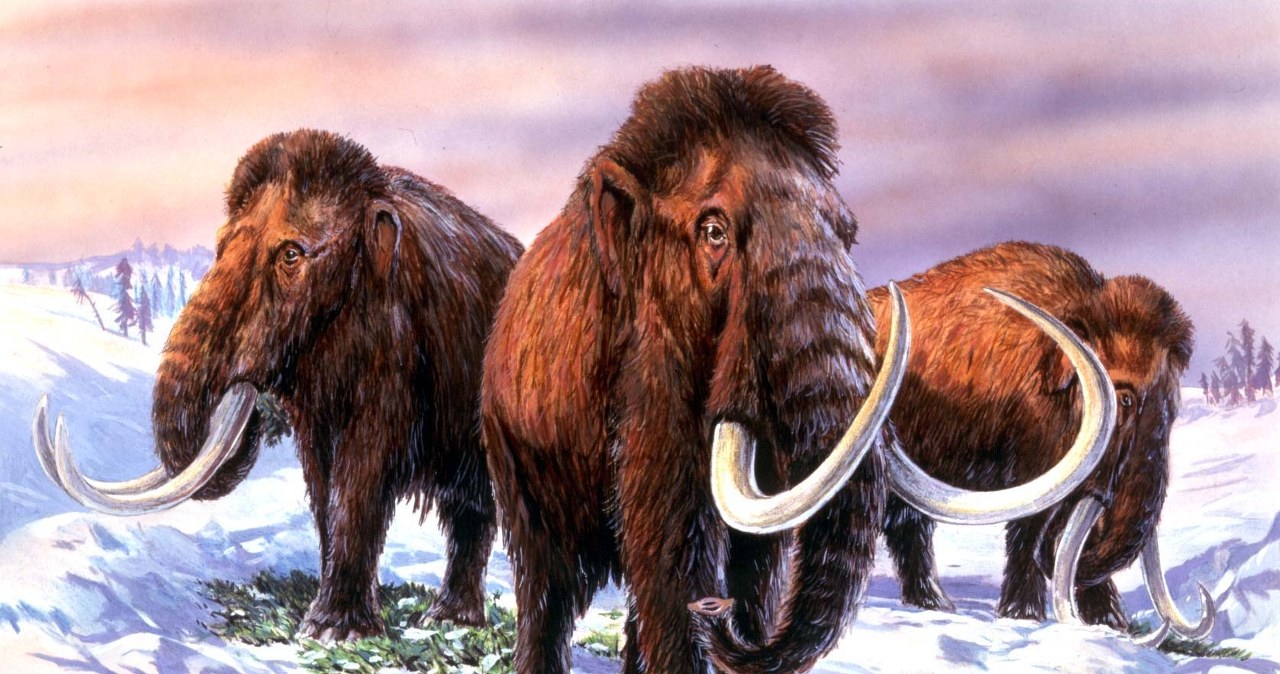 Wiemy, kiedy urodzi się przywrócony mamut. Co ciekawe, nie będzie ...