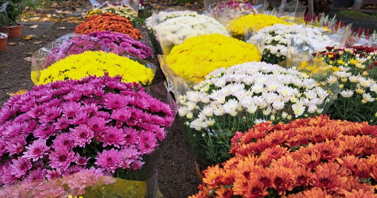 Jak kupować i przechowywać chryzantemy? Sposoby, dzięki którym będą świeże - Kobieta w INTERIA.PL