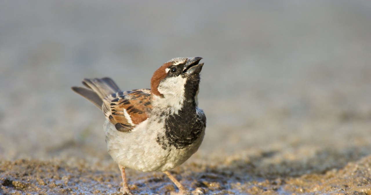 W Polsce jest ich coraz mniej. Wróble znalazły dla siebie nietypowe ...