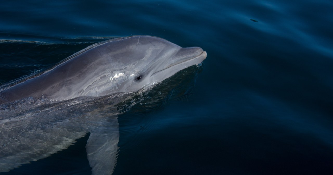 Delfin pojawił się w Bałtyku. Wydawał dźwięki, które zbliżają go do ...