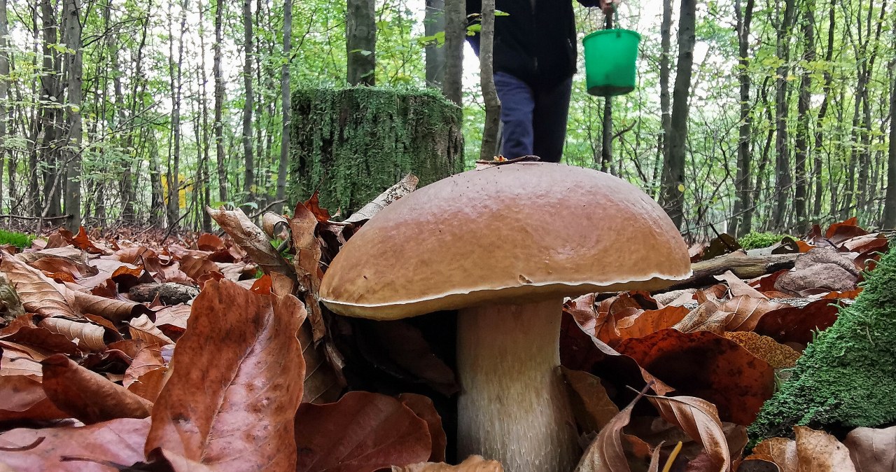 Rydze, kanie i kurki w lasach pod koniec listopada. Gdzie wciąż ...